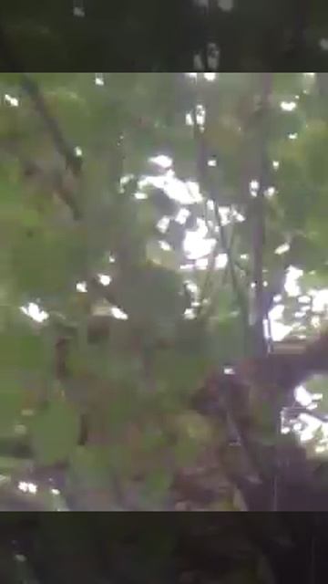 Увидеть белочку - так и мелькнула _20250520_132553