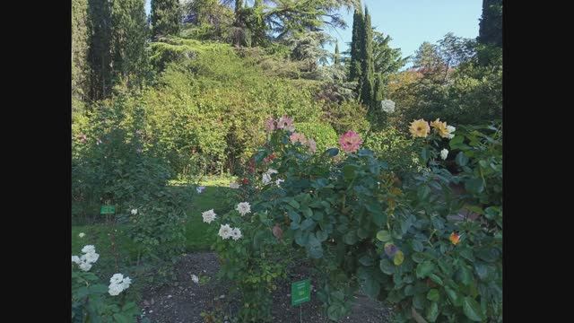 Никитский ботанический сад