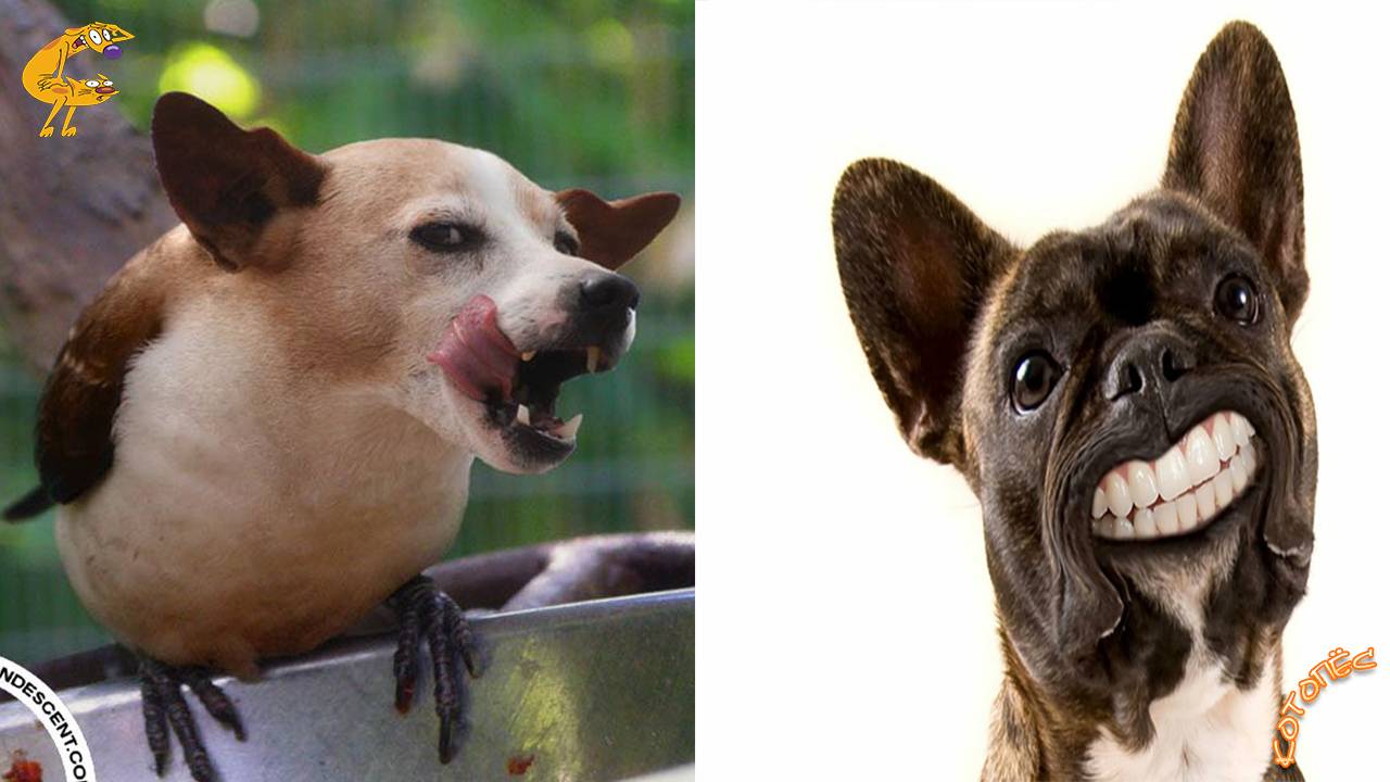 Самые СМЕШНЫЕ видео с животными 😹 Приколы с котами и собаками 🐶 Попробуй не засмеяться 32