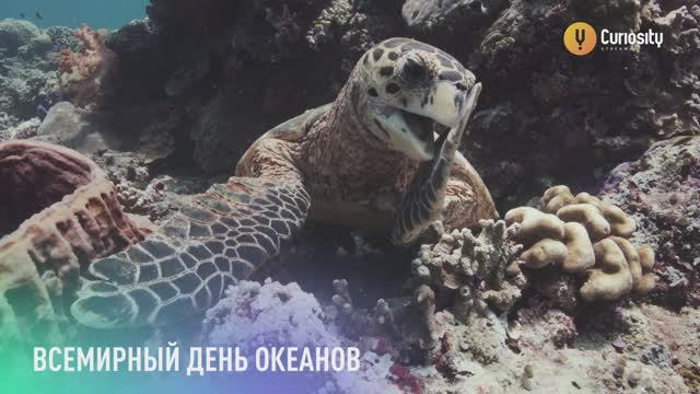 Всемирный день океанов
