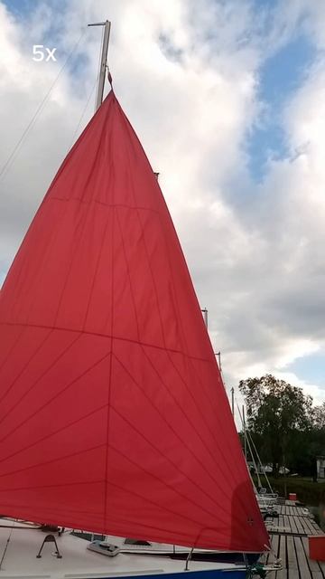 Гуси-лебеди над Югрою в Омске