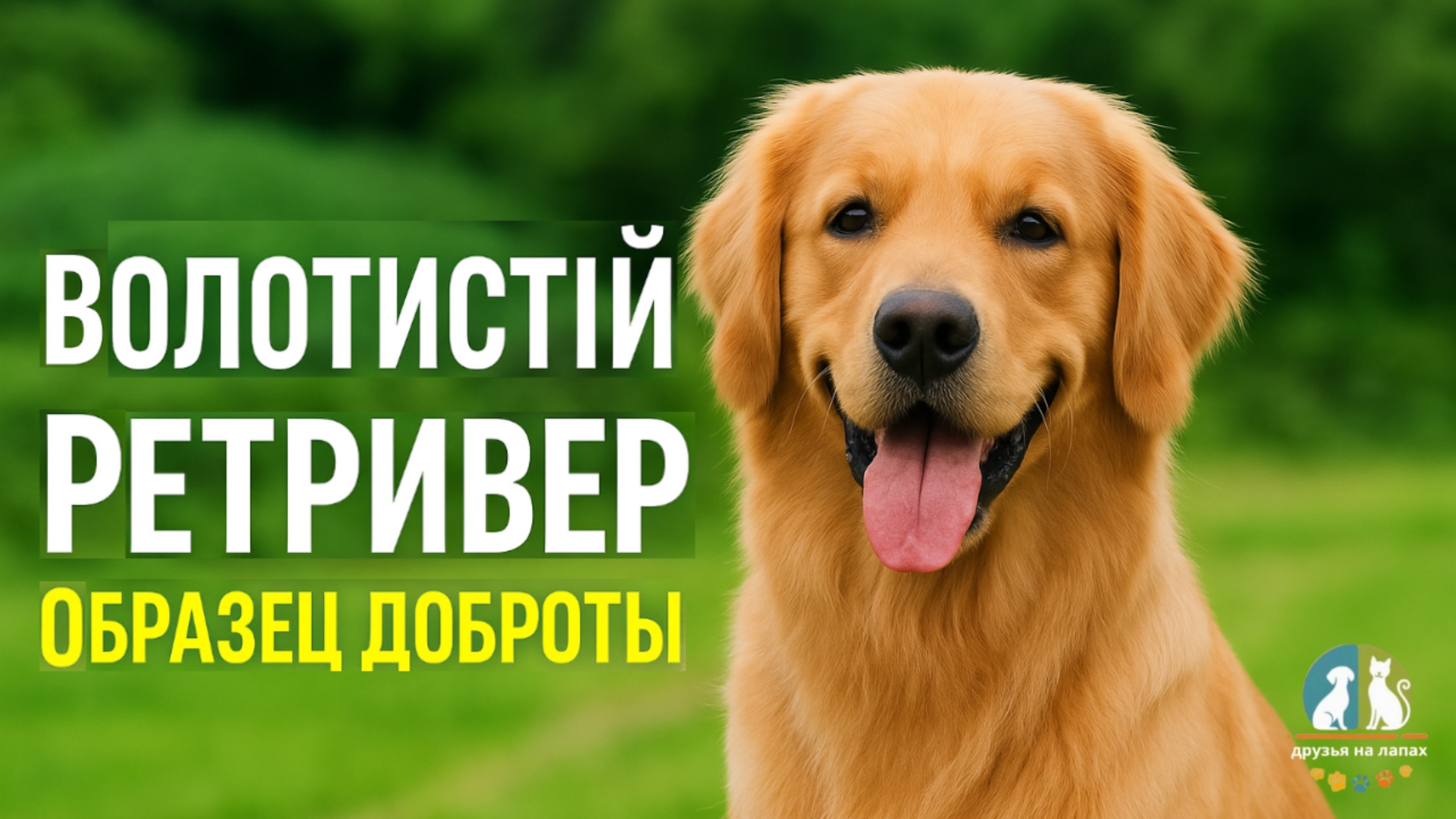 Голден ретривер — идеальный компаньон для всей семьи!