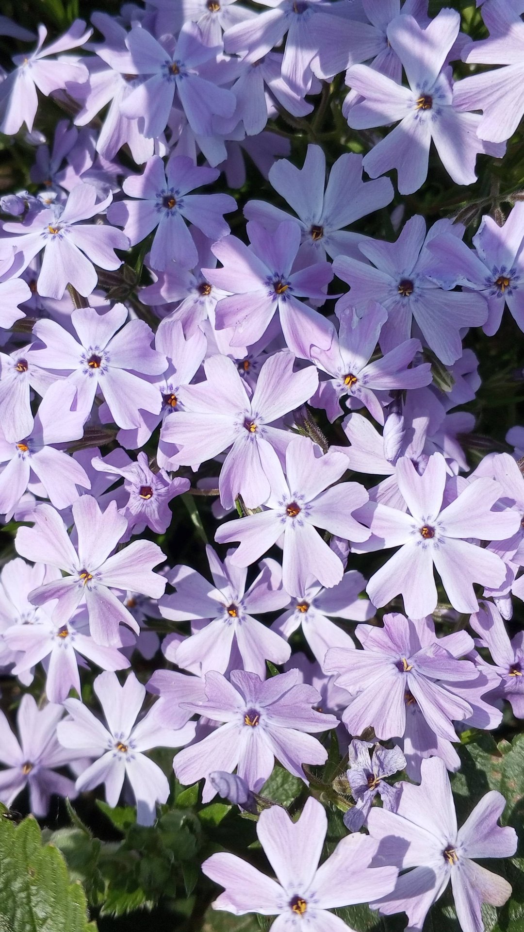 Нежное цветение бруннеры и флоксов