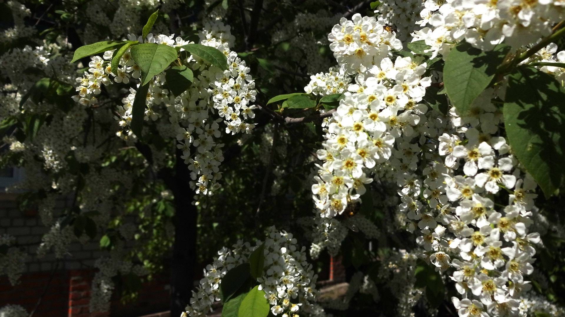 Деревня. Весна. 20 мая. Новые посадки. Душевая.