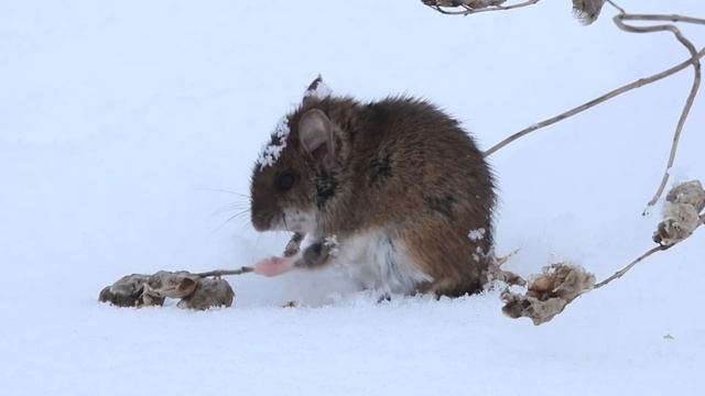 мышка кушает