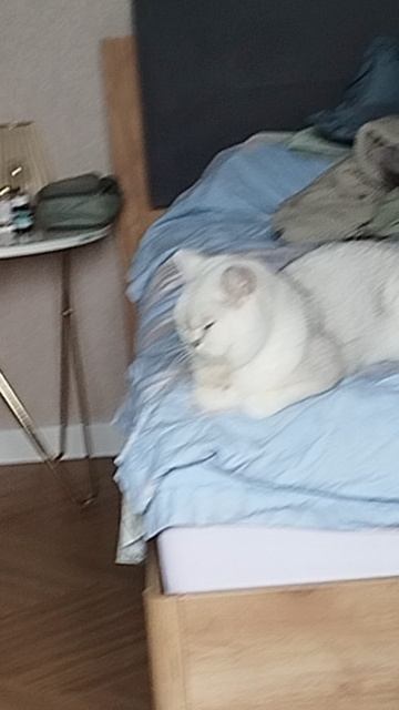 ДЕНЬ РОЖДЕНИЯ 🎉🎉🎉🎉🎉 КОТА ПЕРСИКА