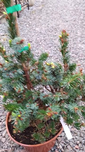 Ель сербская Де Рюйтер ( Picea omorika De Ruyter ).