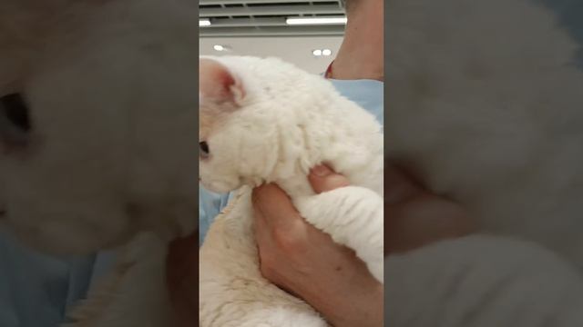 На выставке кошек