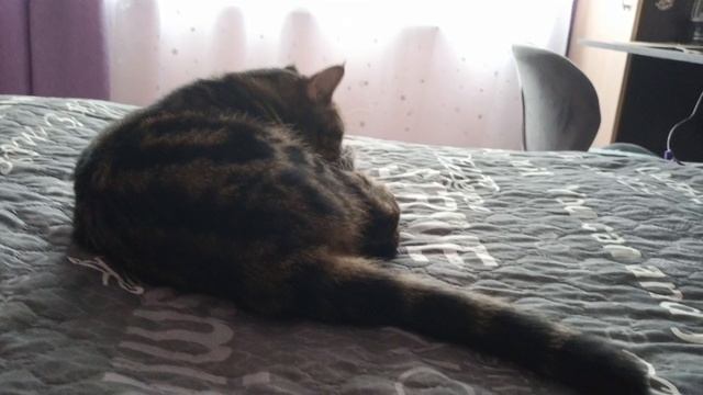 Cat 🐱