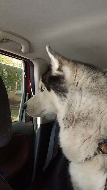 Поездка в машине. Сибирский хаски. | 🍀 Строю САМ