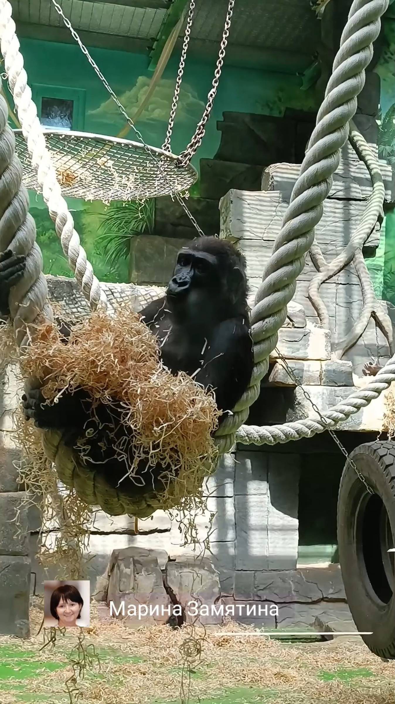 Гориллы в Московском зоопарке.