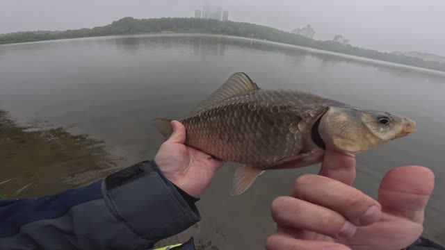 На рыбалку в дождик.  Карась на спиннинг. Московские пруды. Ультралайт.