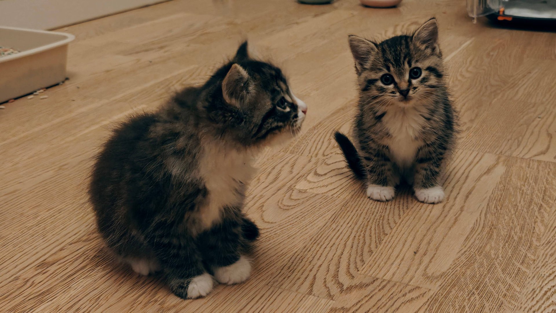 Наши котята (2 серия)