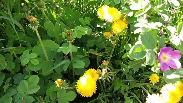 Красивая весенняя мелодия