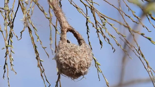 ремез строит гнездо
