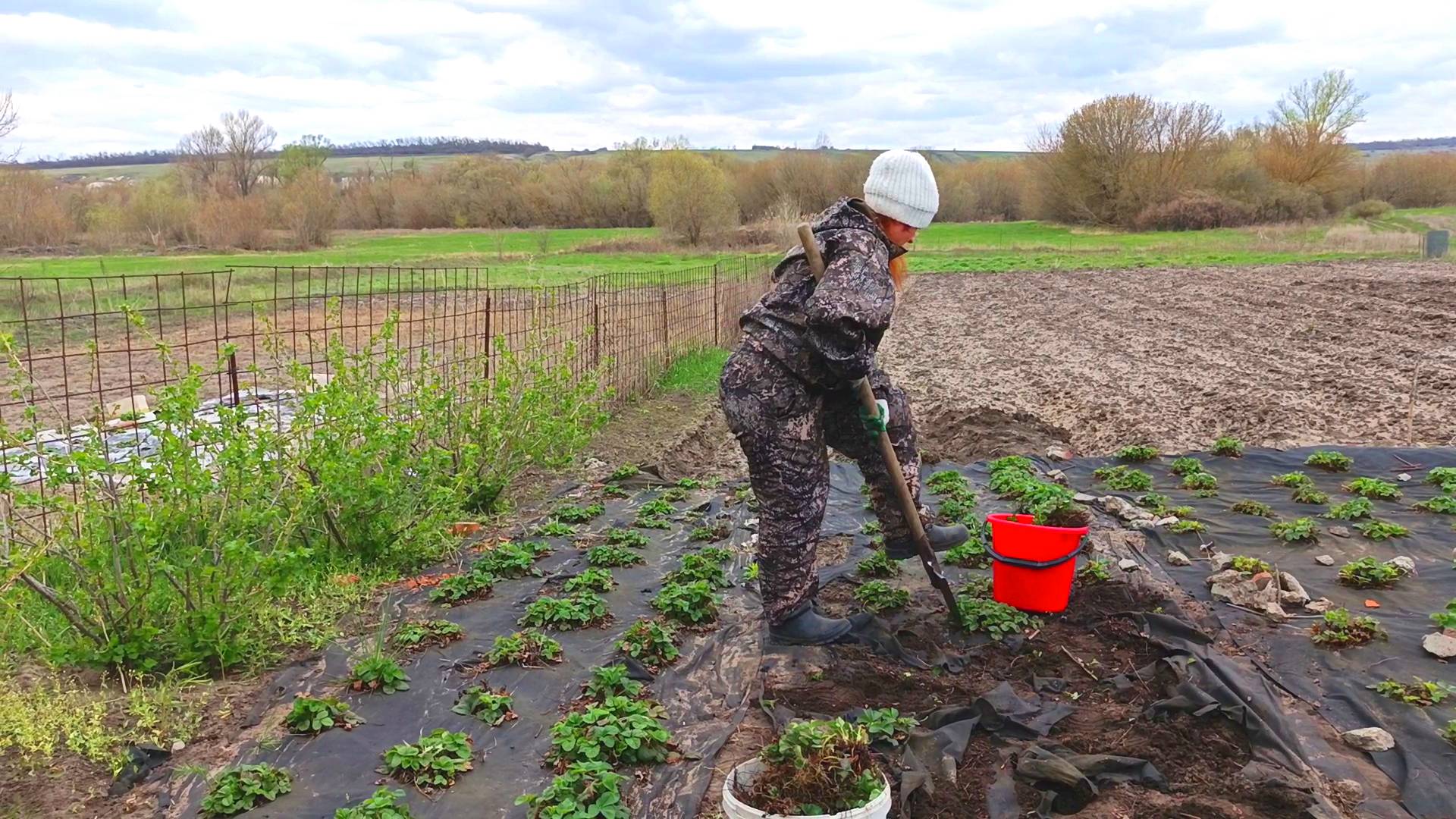 ЖИЗНЬ В ГЛУШИ. ПАШЕМ НА КЛУБНИЧНОМ ПОЛЕ. ПОДСЫПАЛА ЗЕМЛЮ В РАССАДУ. САД РАСЦВЕТАЕТ.