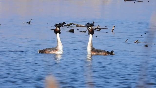 чомги танец