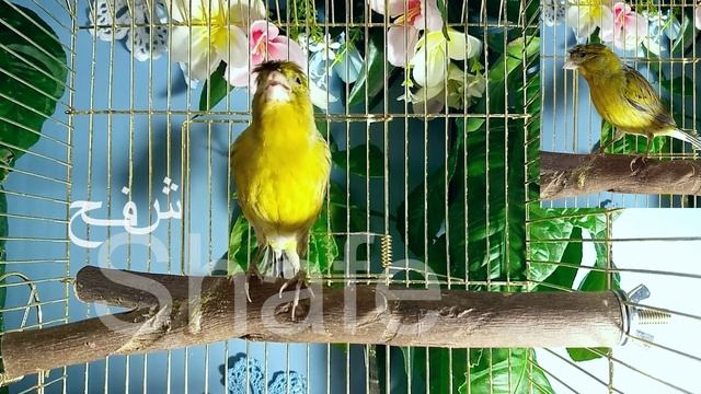 Зеленый (8,5 мес.)