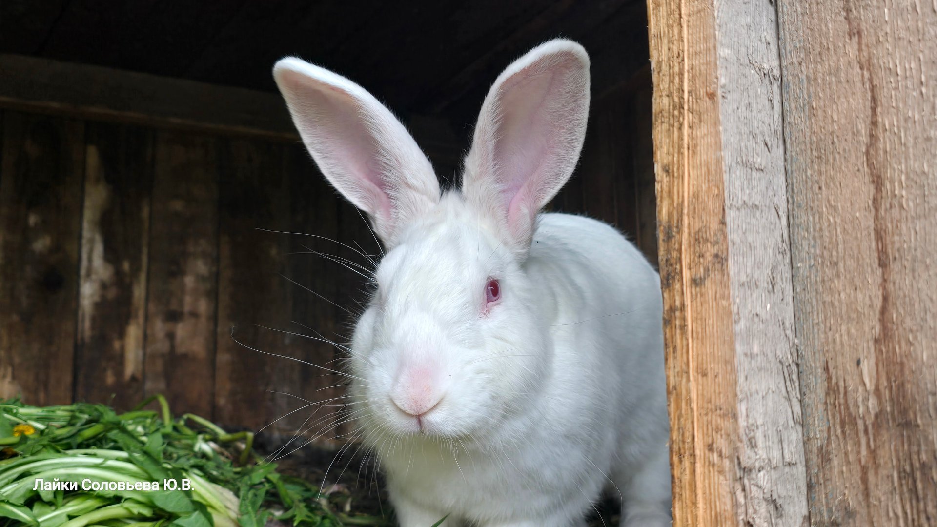 Кролики Белый панон