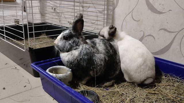 🐰🐇Кролики в заточении, жизнь домашних кроликов, почему кидаются