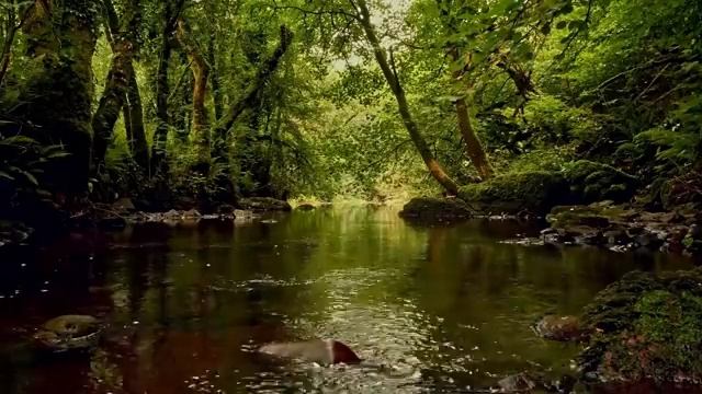 ЗВУКИ ЛЕСНОГО РУЧЬЯ, НЕЖНОЕ ПЕНИЕ ПТИЦ, РАССЛАБЛЯЮЩИЕ ЗВУКИ ПРИРОДЫ