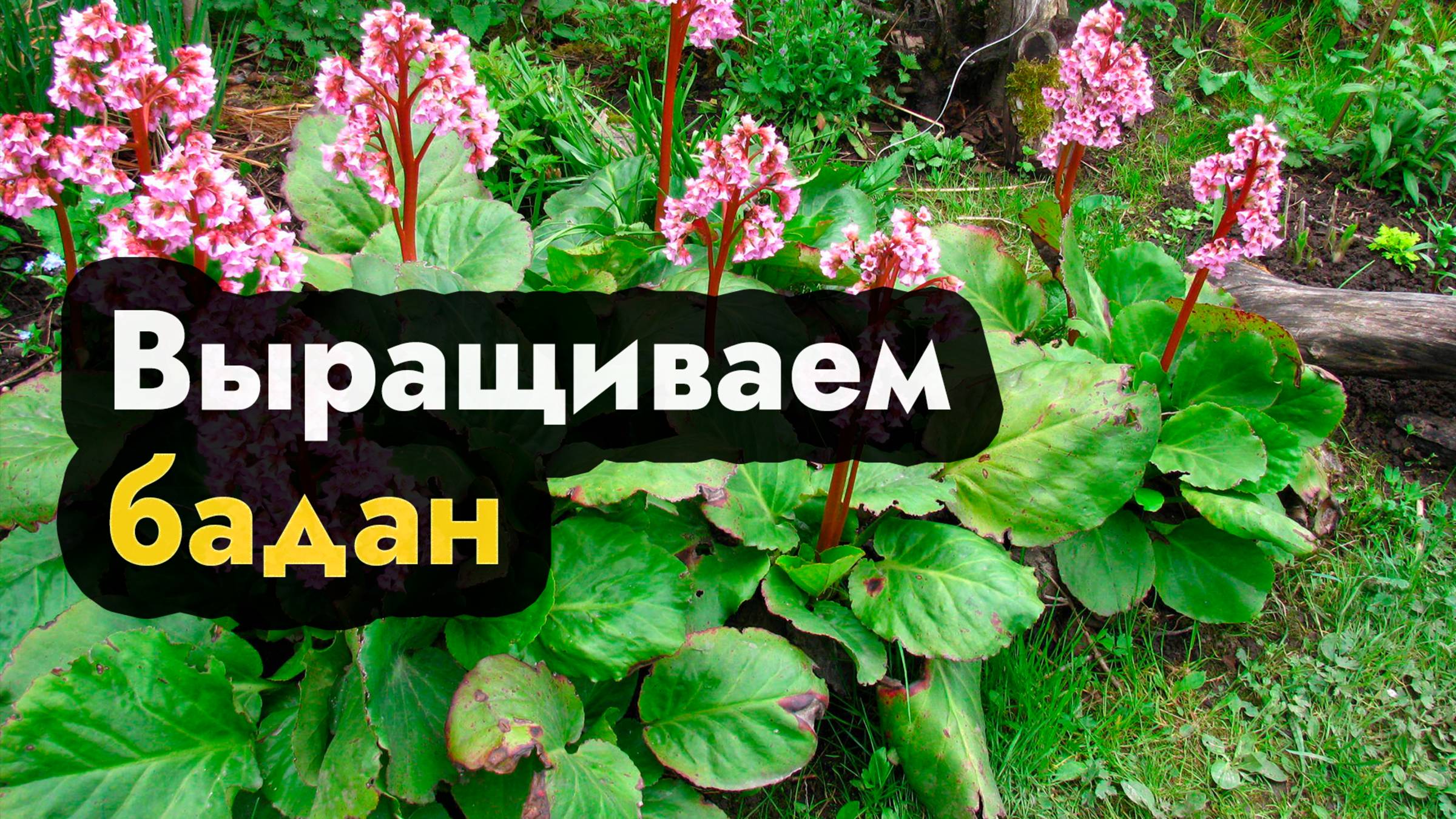 Посадка бадана или вырастить монгольский чай уход и свойства