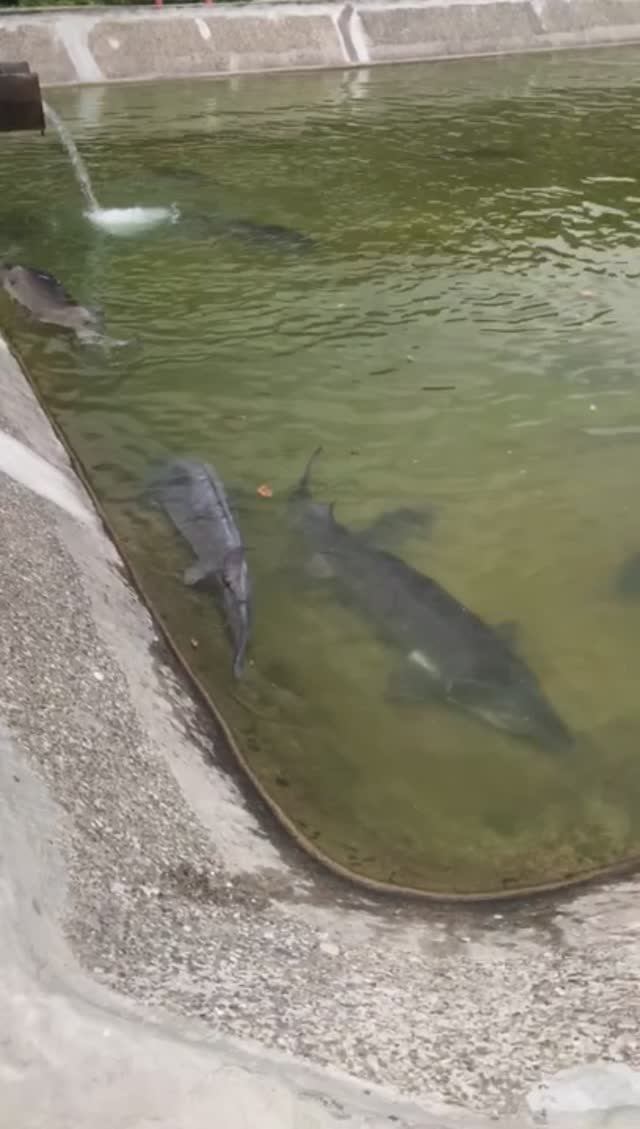 Радужная форель и  Гигантский Осетр