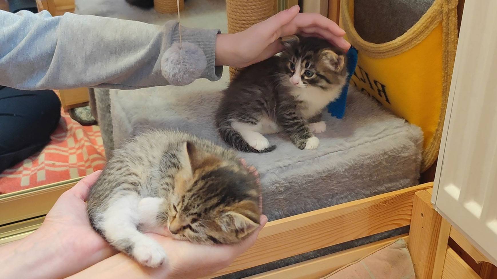 Наши котята (1 серия)