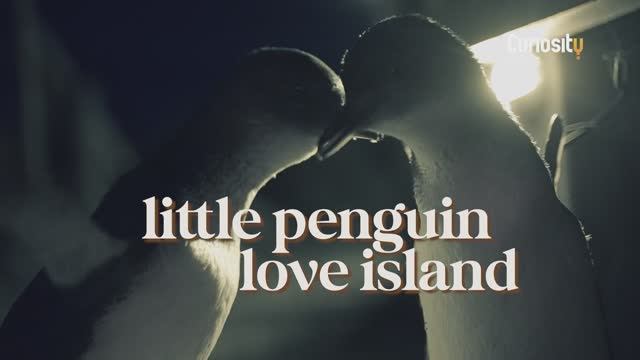 ОСТРОВ ЛЮБВИ МАЛЕНЬКИХ ПИНГВИНОВ (12+)