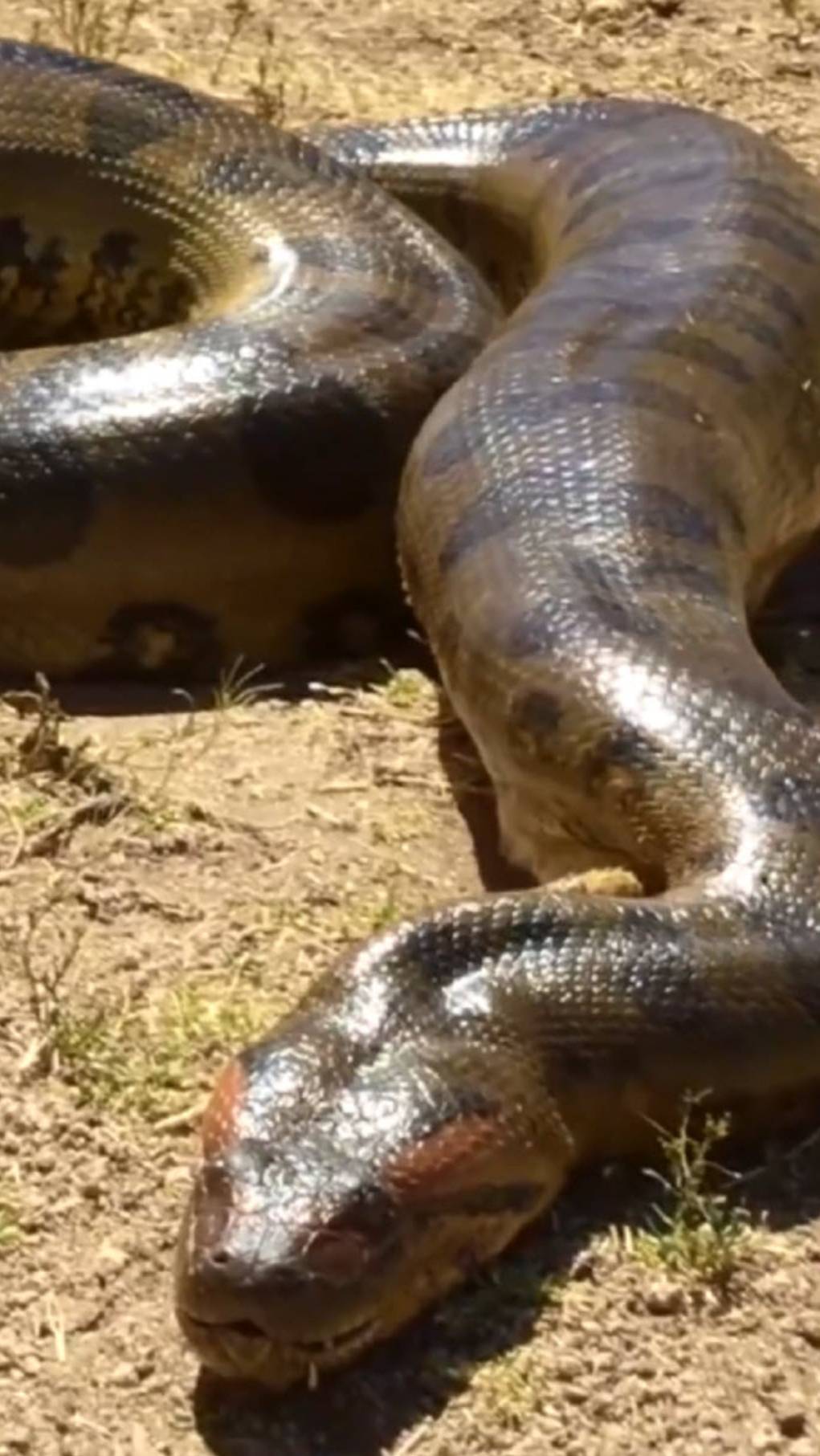 Анаконда — водяной монстр из джунглей! 🌿