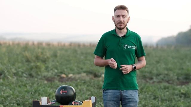 Бессемянный красный арбуз или арбуз Император Романовский - тот самый хит сезона