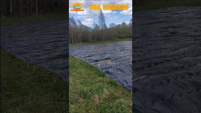 🌿 Закончена посадка очередной плантации (14.05.2025)