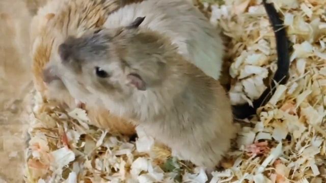 Рубрика #Красная_Книга📕  🔺Вид – Монгольская (когтистая) песчанка.