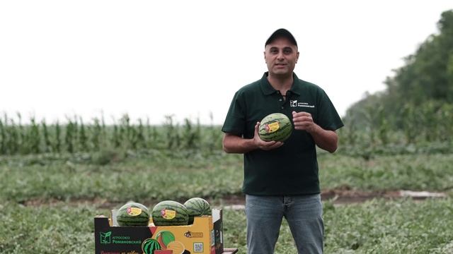 Микросемянный или порционный арбуз сорта Премиум