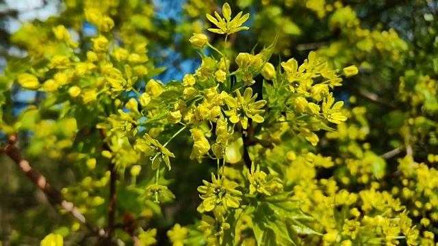 Цветущий клён. Как цветёт клён