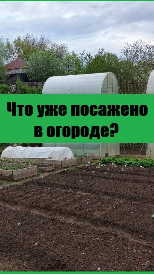 Что посажено у меня в огороде на 20 мая?