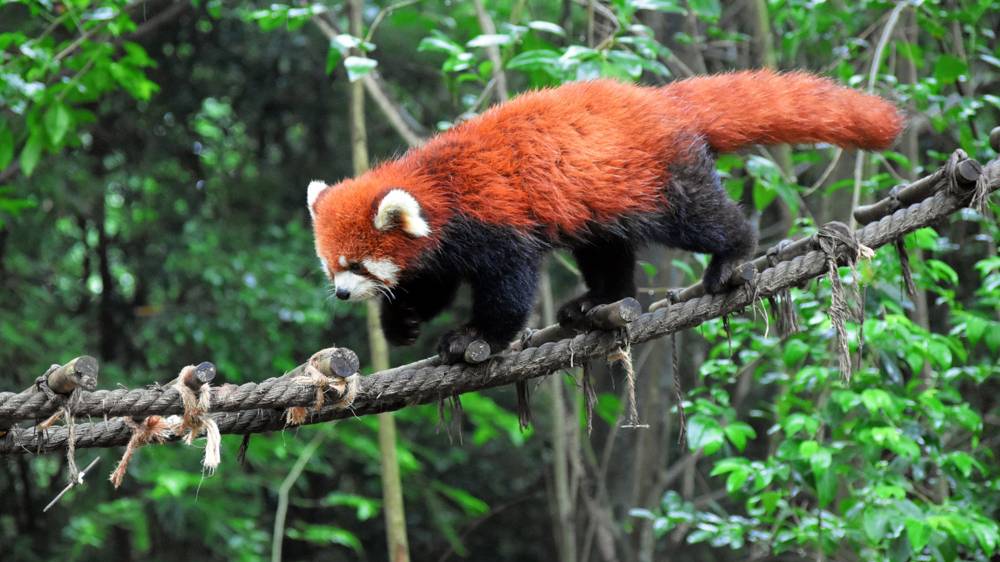 Китай. Город Ханчжоу. Красная панда в зоопарке Ханчжоу.