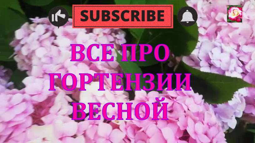 ГОРТЕНЗИИ. ВЕСЕННИЙ УХОД