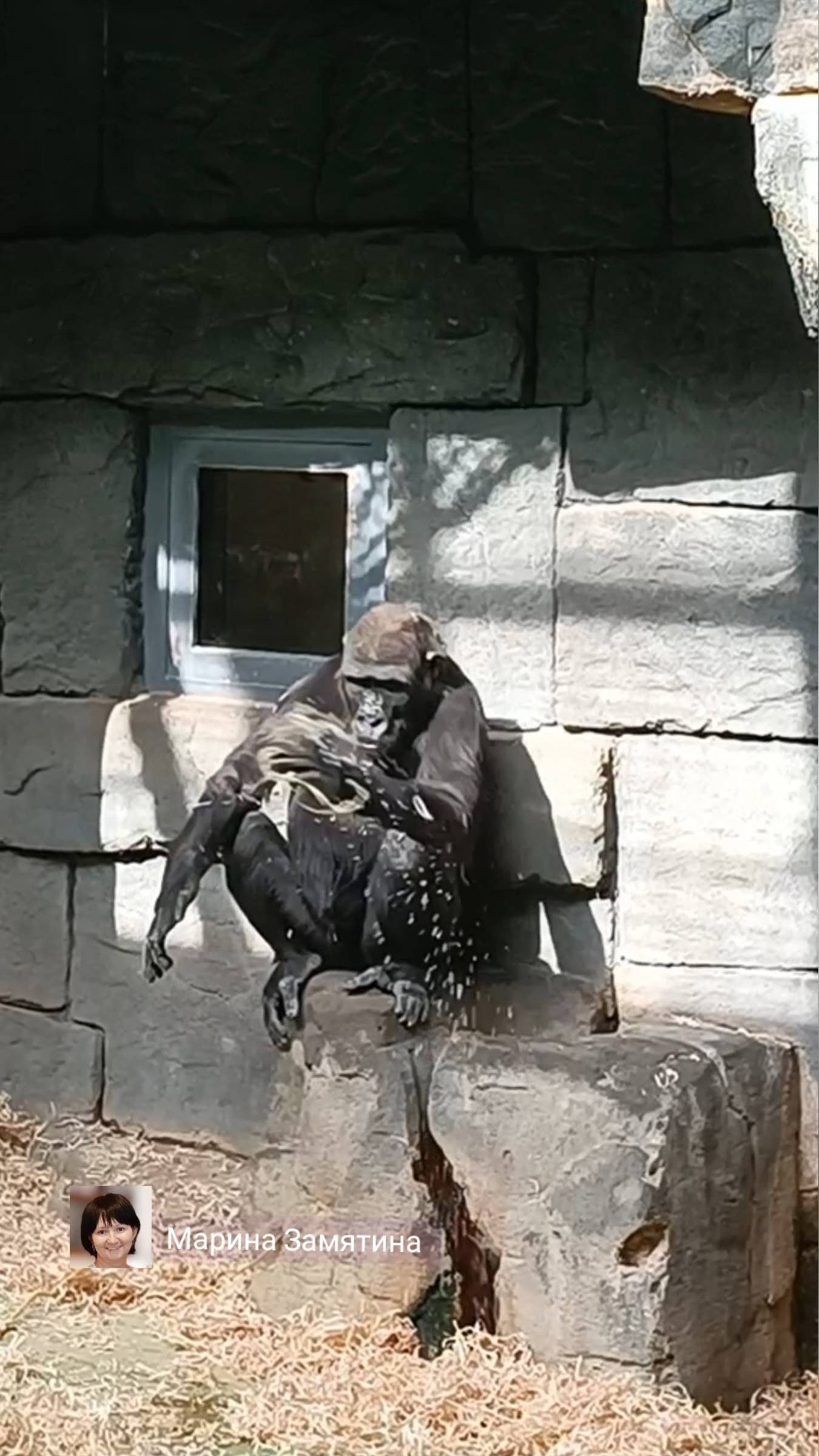 Гориллы пьют воду.