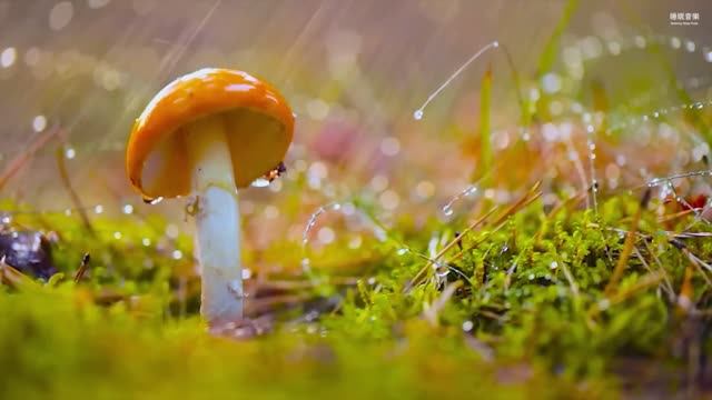 Музыка для сна - Успокаивающая музыка для сна [Снотворное] Волшебная музыка