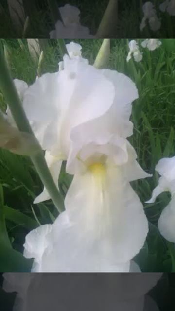 "Петухи" № 1- майские ирисы _20250520_101304