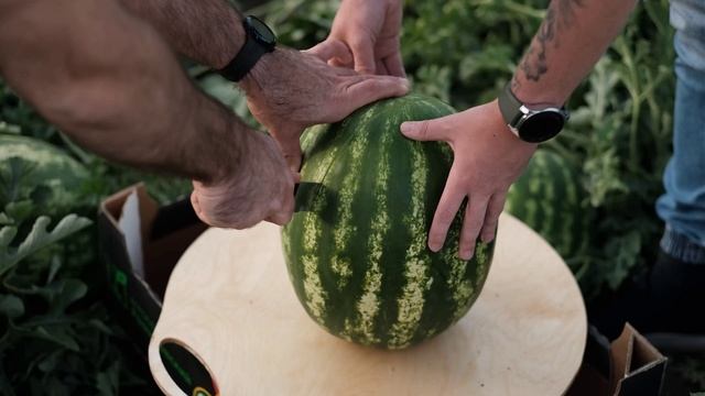 Арбуз сорта Талисман (Агросоюз Романовский)