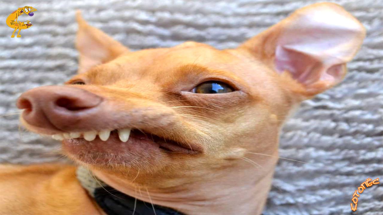 Самые СМЕШНЫЕ видео с животными 😹 Приколы с котами и собаками 🐶 Попробуй не засмеяться 33