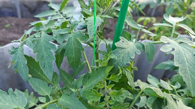 А что там в ТЕПЛИЦЕ ???