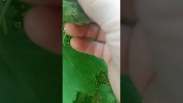 красные пятна на смородине