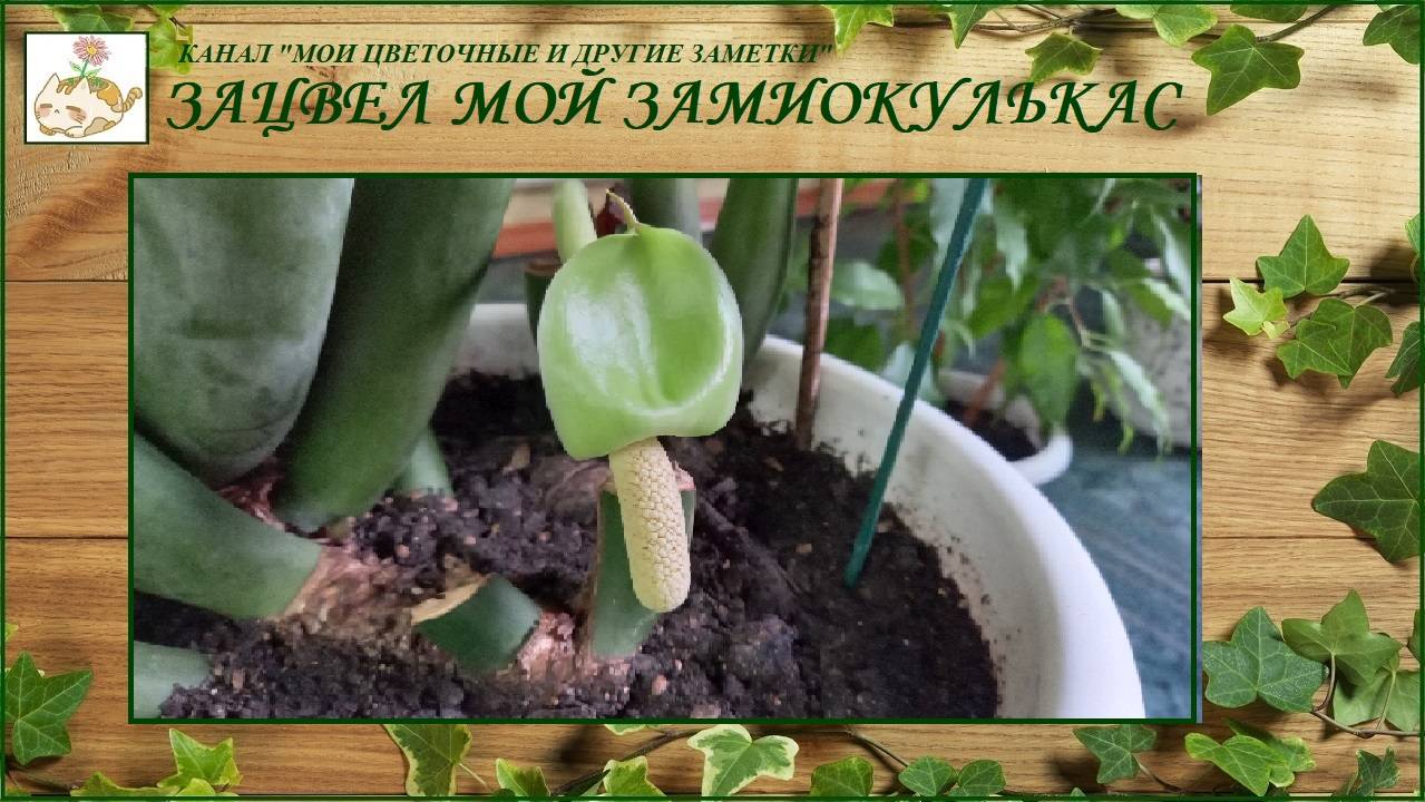 Цветет мой замиокулькас (долларовое дерево)