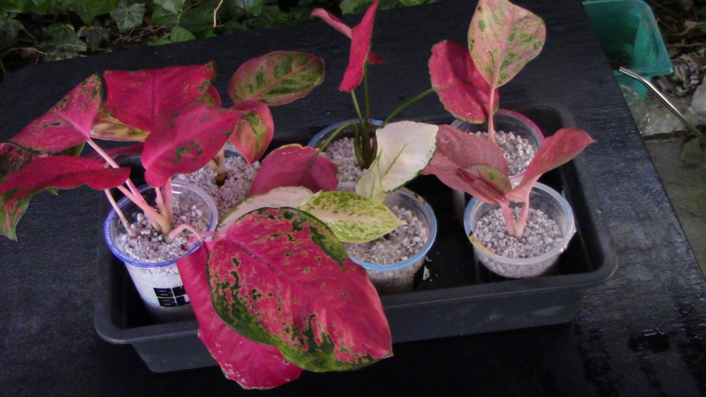 Из воды в агроперлит.  Наращиваем корни.