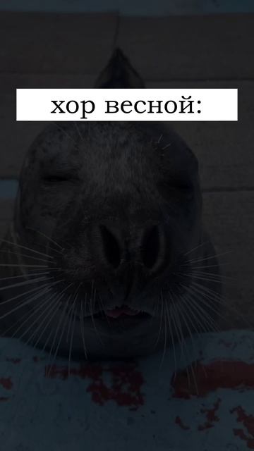 Каждый хор весной