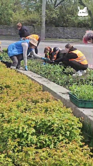 #Готовим_Иркутск к лету - высадка клумб