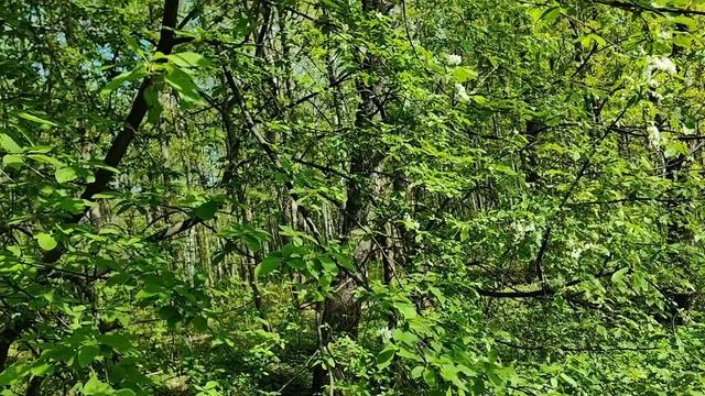 Цветущая черёмуха. Как цветёт черёмуха